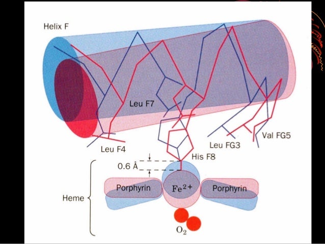 Hemoglobin -structure and functions