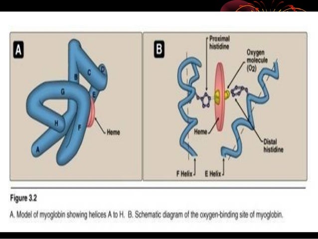 Hemoglobin -structure and functions