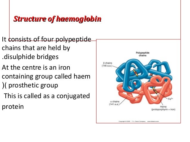 Hemoglobin structure