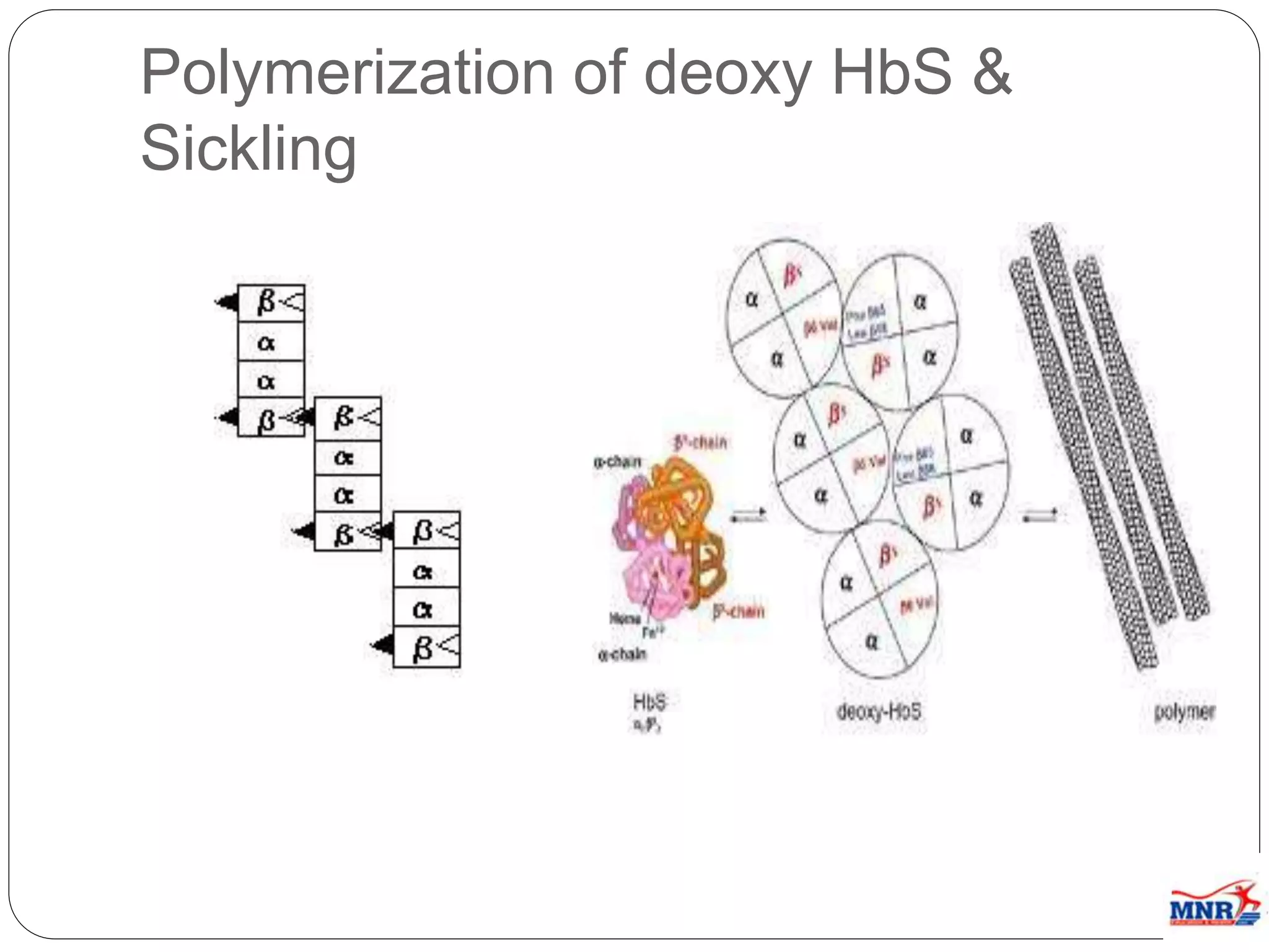 Hemoglobin structure and metabolism by Dr. Anurag Yadav | PPT