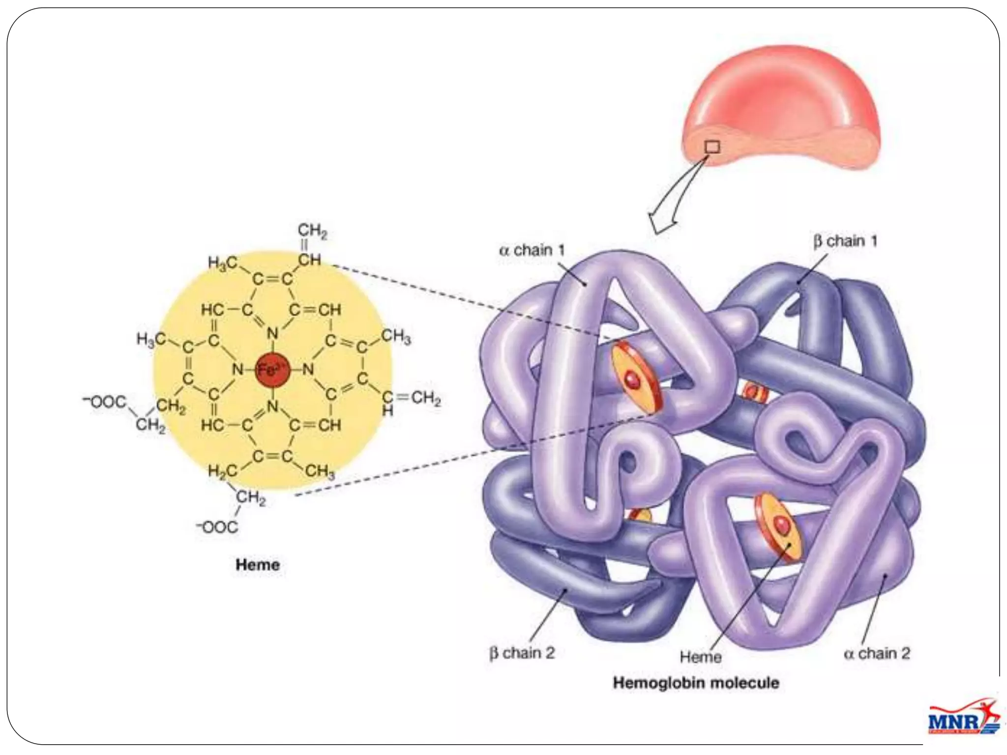 Hemoglobin structure and metabolism by Dr. Anurag Yadav | PPT