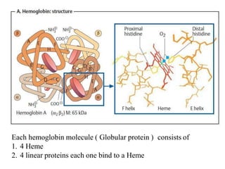 hemoglobinstructuresynthesisbreakdown-220418045309.pdf