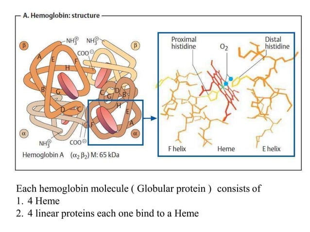 hemoglobinstructuresynthesisbreakdown-220418045309.pdf