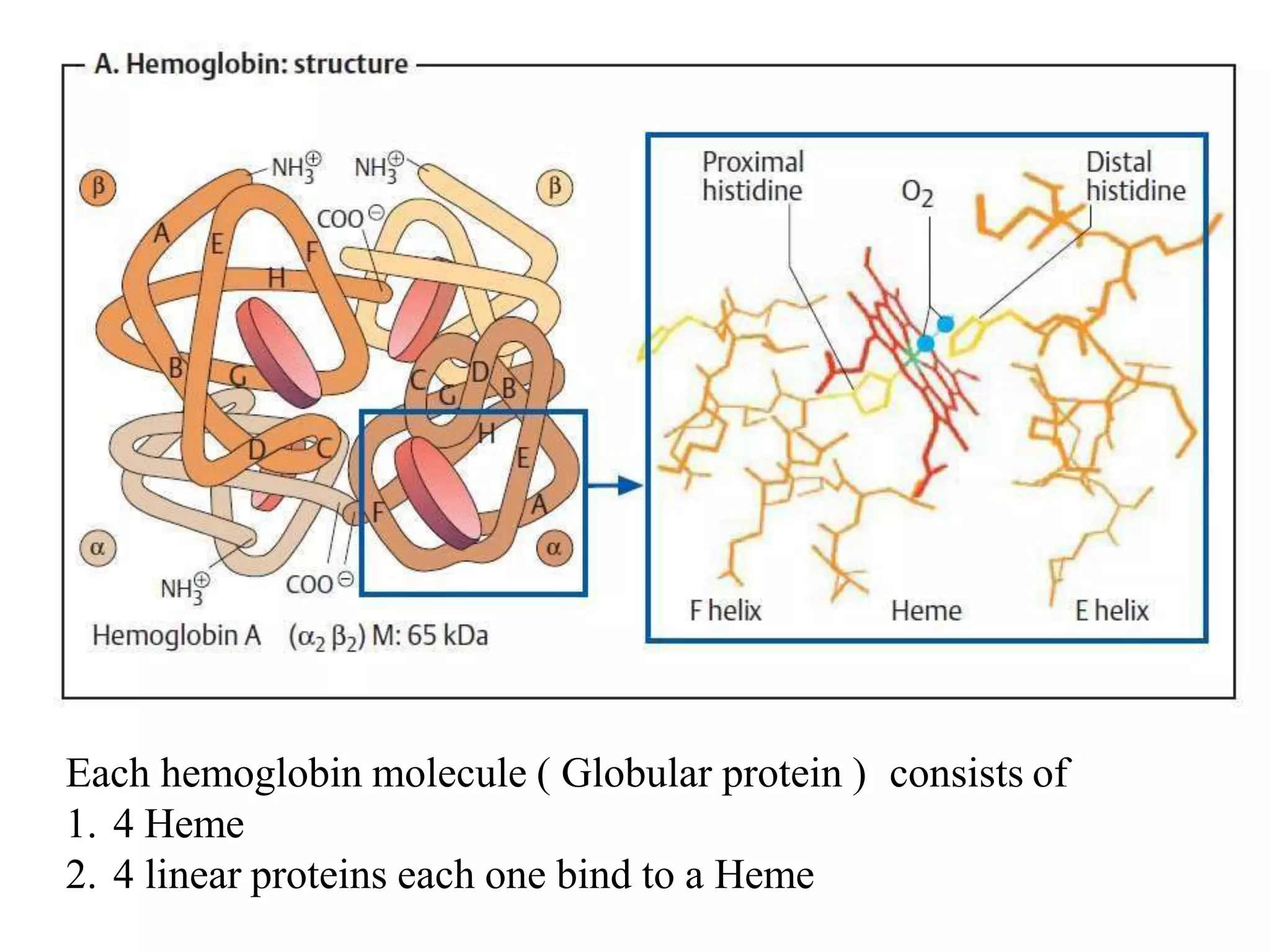Hemoglobin (Structure, Synthesis & Breakdown).pptx