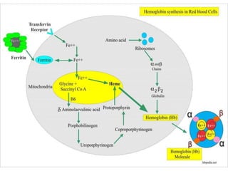 Hemoglobin (Structure, Synthesis & Breakdown).pptx
