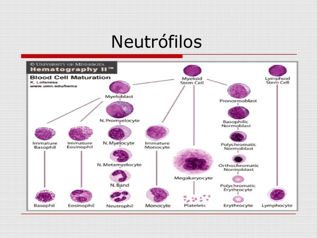 Hemograma+ +31.07.10
