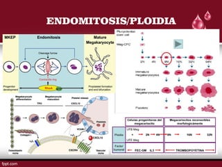 Hemograma completo 2017 | PDF