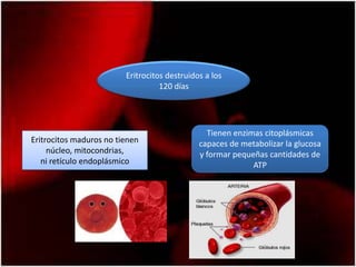 Hemolisis | PPTX