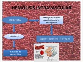 Hemolisis | PPT