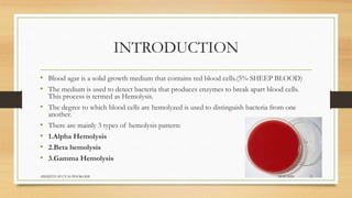 Blood Agar Alpha Beta Gamma