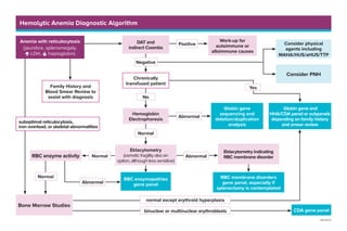 hemolytic-anemia-algorithm.pdf