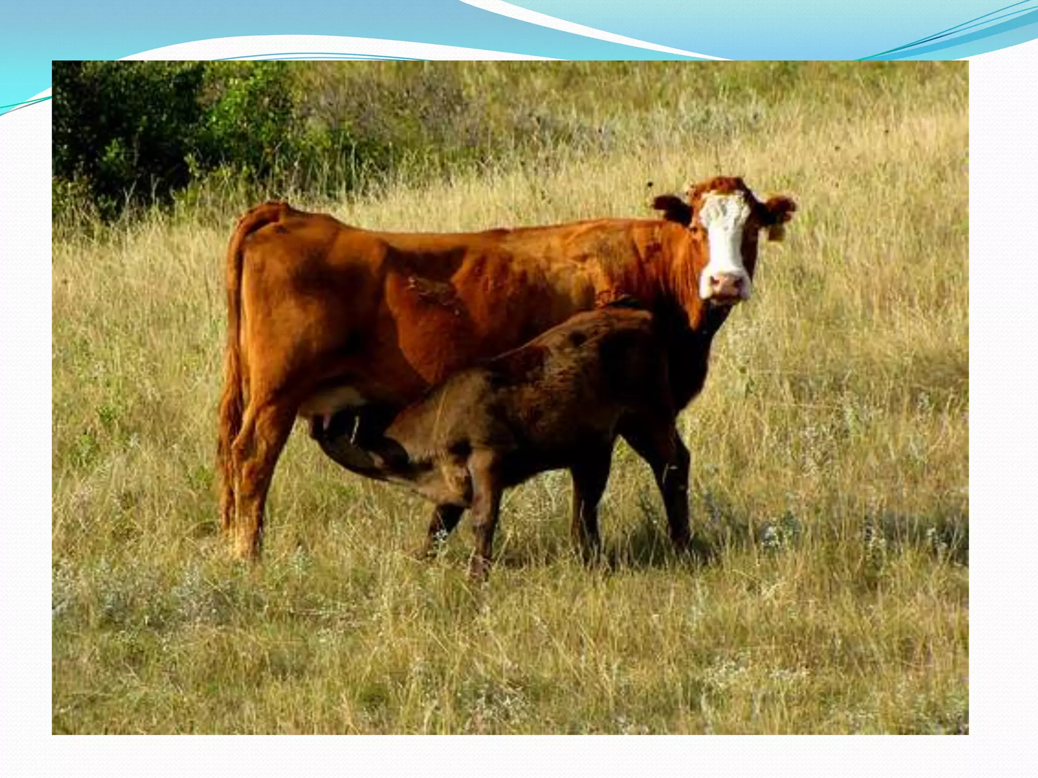 Hemolytic uremic syndrome | PPTX