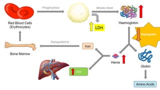 Hemolytic anemia | PPTX