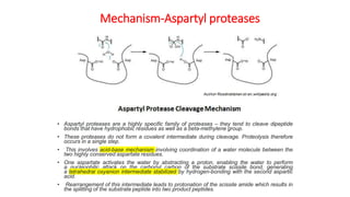 Protease the enzyme that break down proteins | PDF