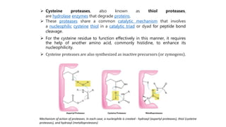 Protease the enzyme that break down proteins | PDF