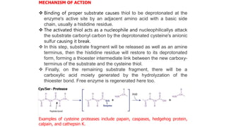 Protease the enzyme that break down proteins | PDF