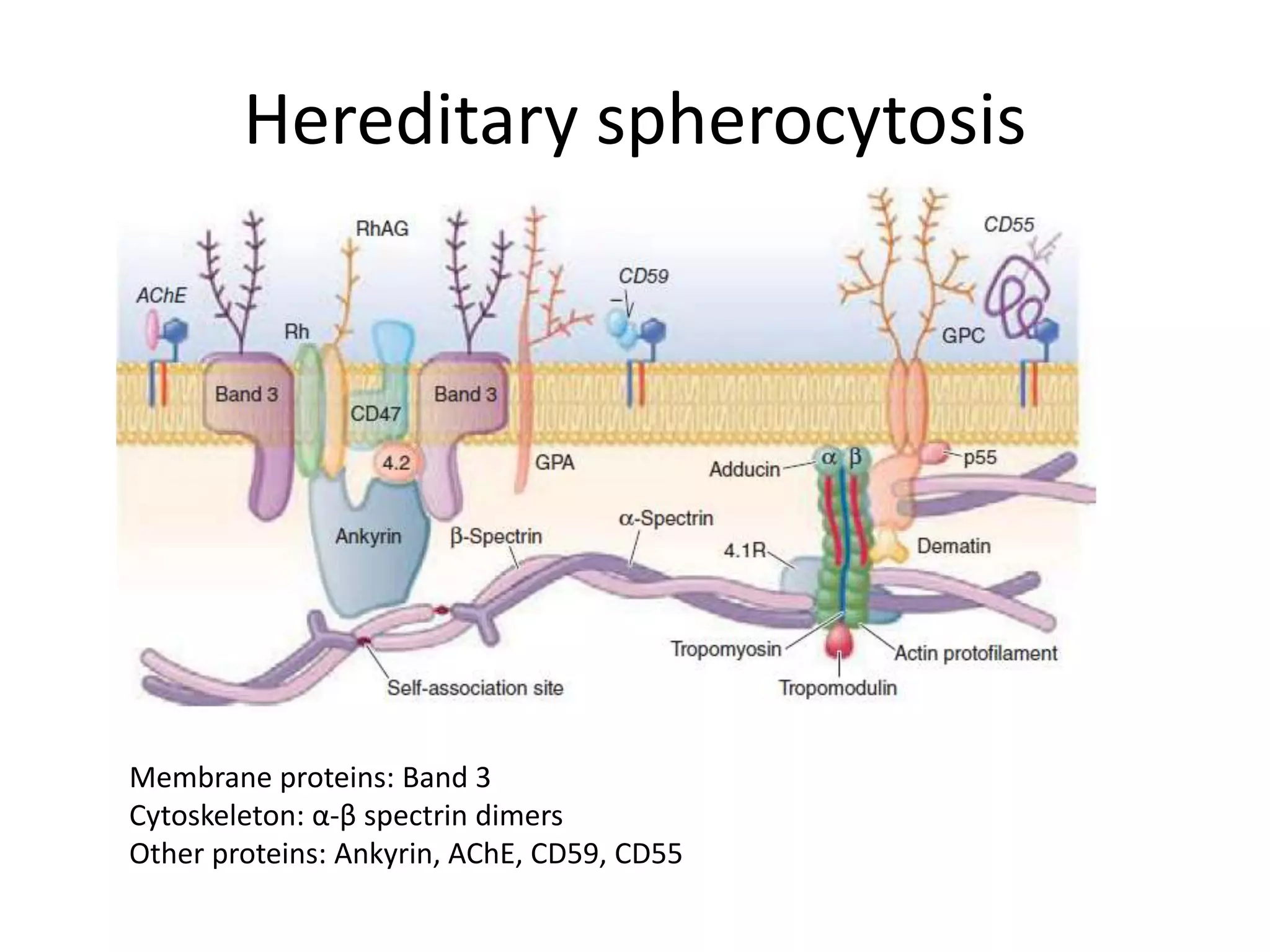 Hemolytic anemia case | PPTX