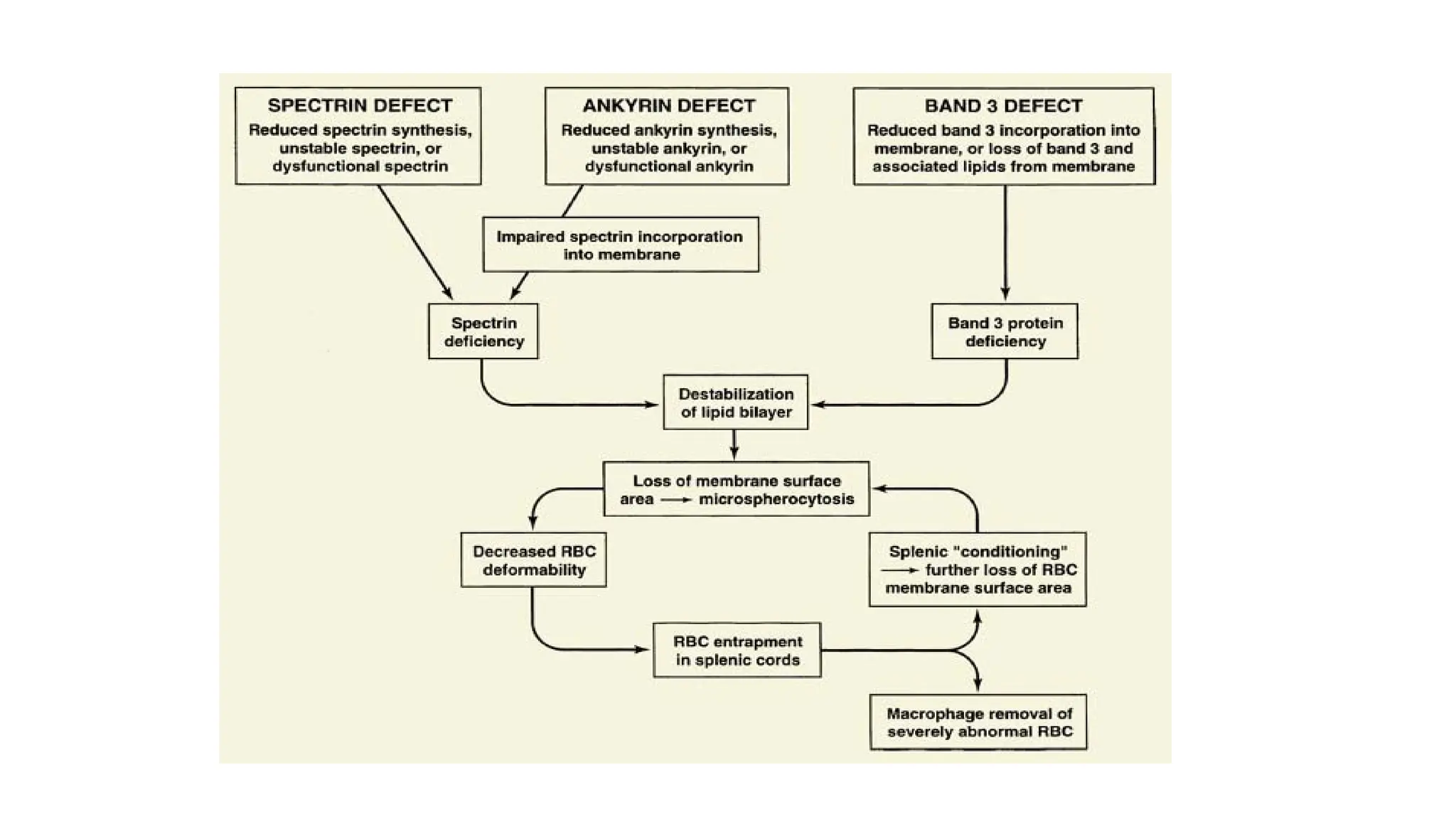 Hemolytic disorders due to Inherited abnormalities in Red cell ...