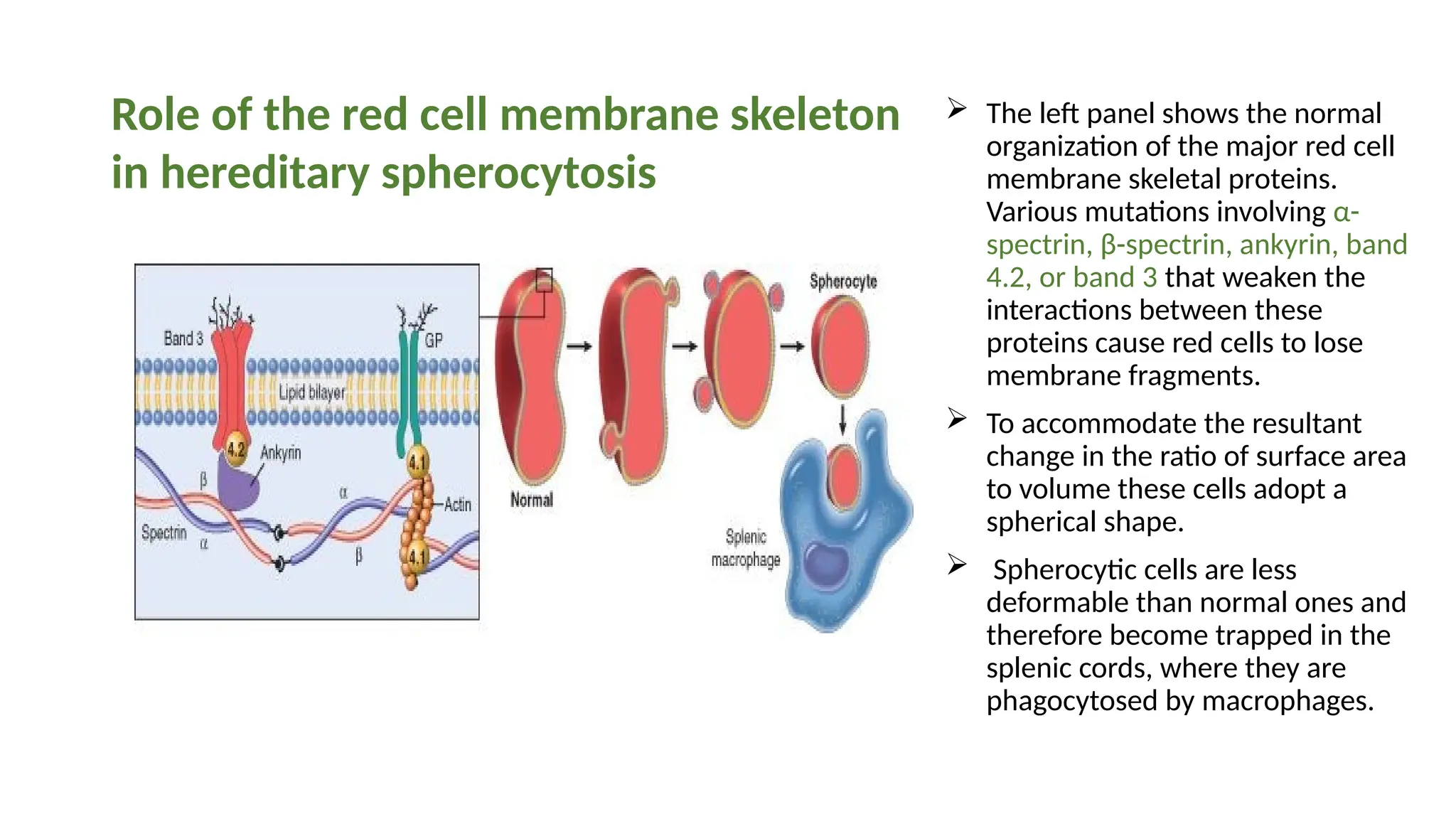 Hemolytic disorders due to Inherited abnormalities in Red cell ...