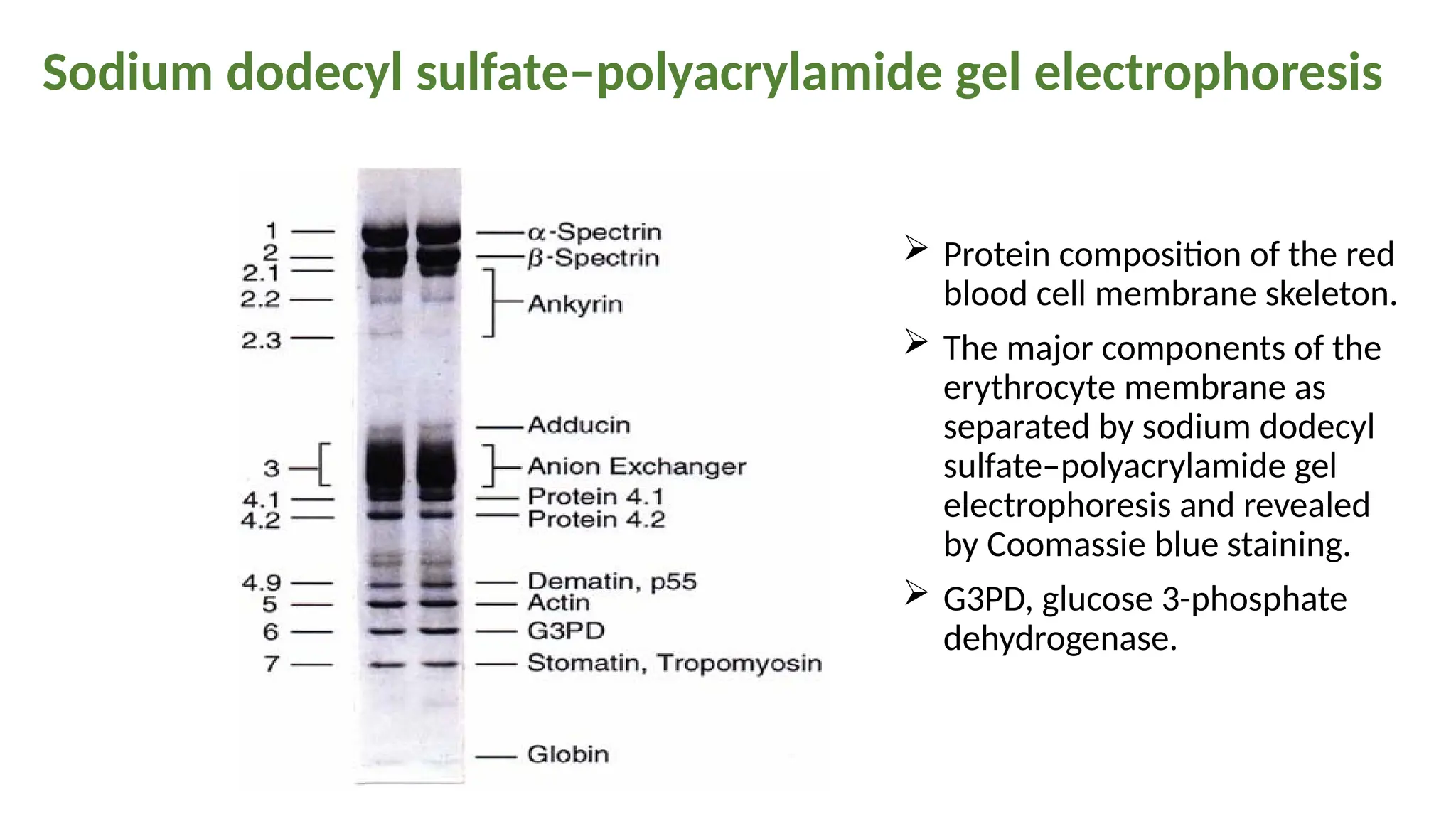 Hemolytic disorders due to Inherited abnormalities in Red cell ...