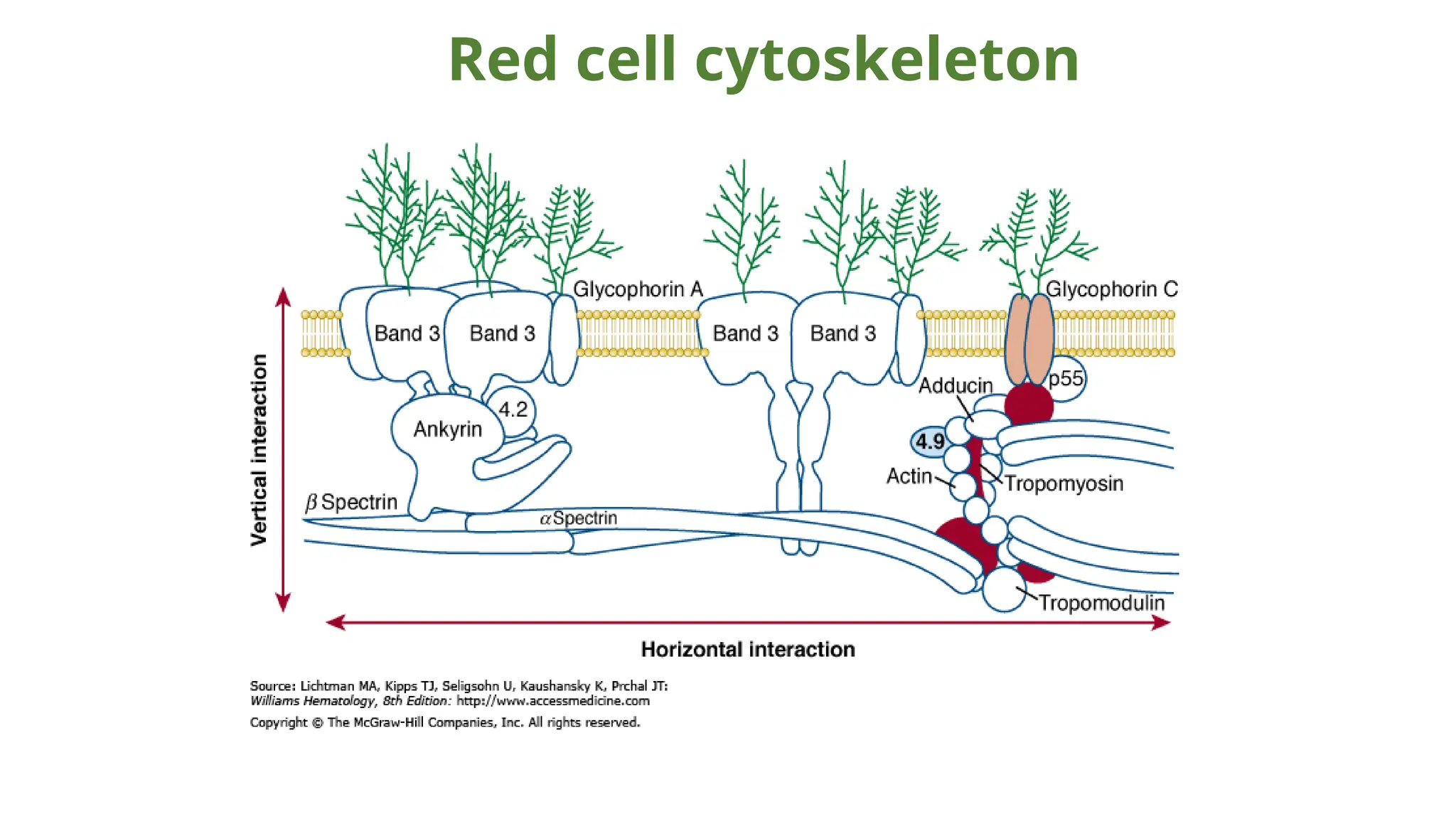 Hemolytic disorders due to Inherited abnormalities in Red cell ...