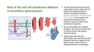 Hemolytic disorders due to Inherited abnormalities in Red cell ...