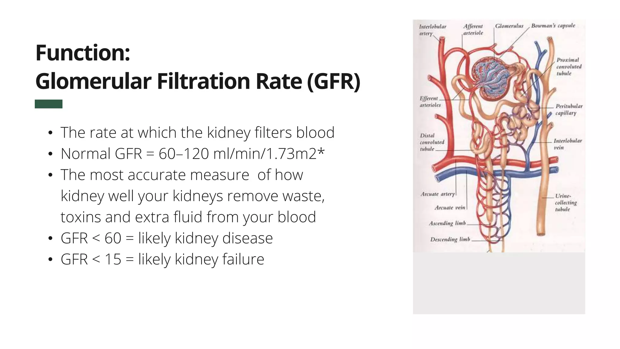 Hemolytic Uremic Syndrome (HUS) chris edits 7.31.23.pptx