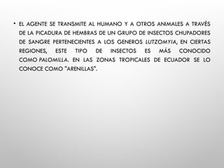 "Análisis de sangre para detectar parásitos sanguíneos, como Plasmodium ...