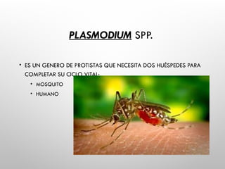 "Análisis de sangre para detectar parásitos sanguíneos, como Plasmodium ...