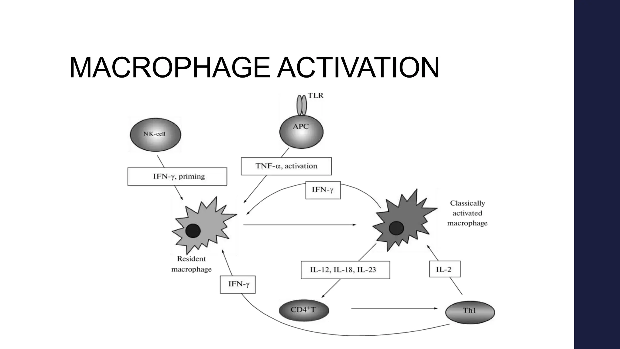 Hemophagocytic Lymphohistiocytosis (HLH) | PPTX