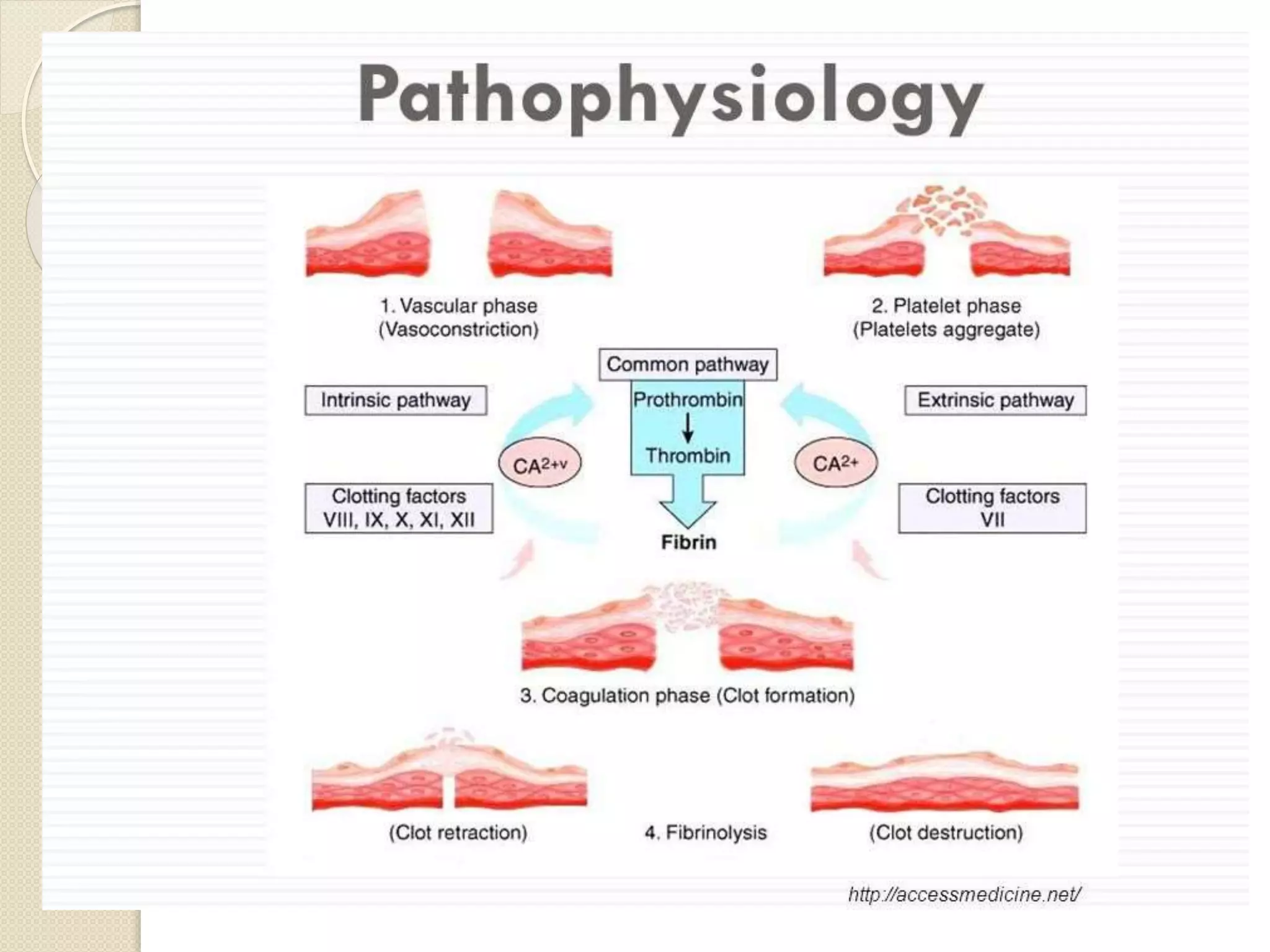Hemophilia ppt lakshmi | PPTX