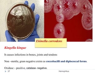 Hemophilus.pptx | PPTX
