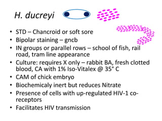 Haemophilus Ducreyi School Of Fish