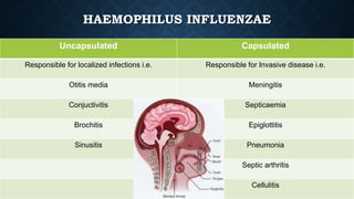 Hemophilus influenzae by Dr. Rakesh Prasad Sah | PPTX