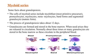 HEMOPOEISIS FORMATION OF BLOOD CELLS.pptx