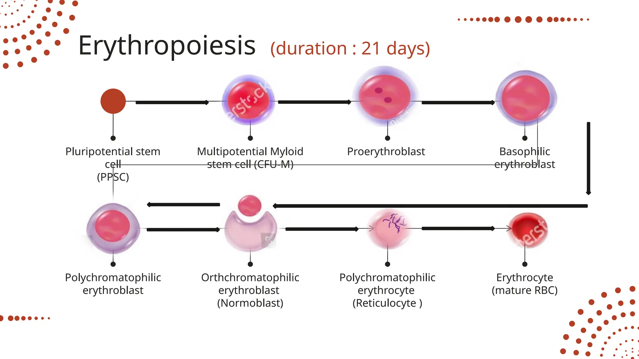 bone marrow & erythropoiesis histology.pptx | Blood Disorders | Diseases and Conditions