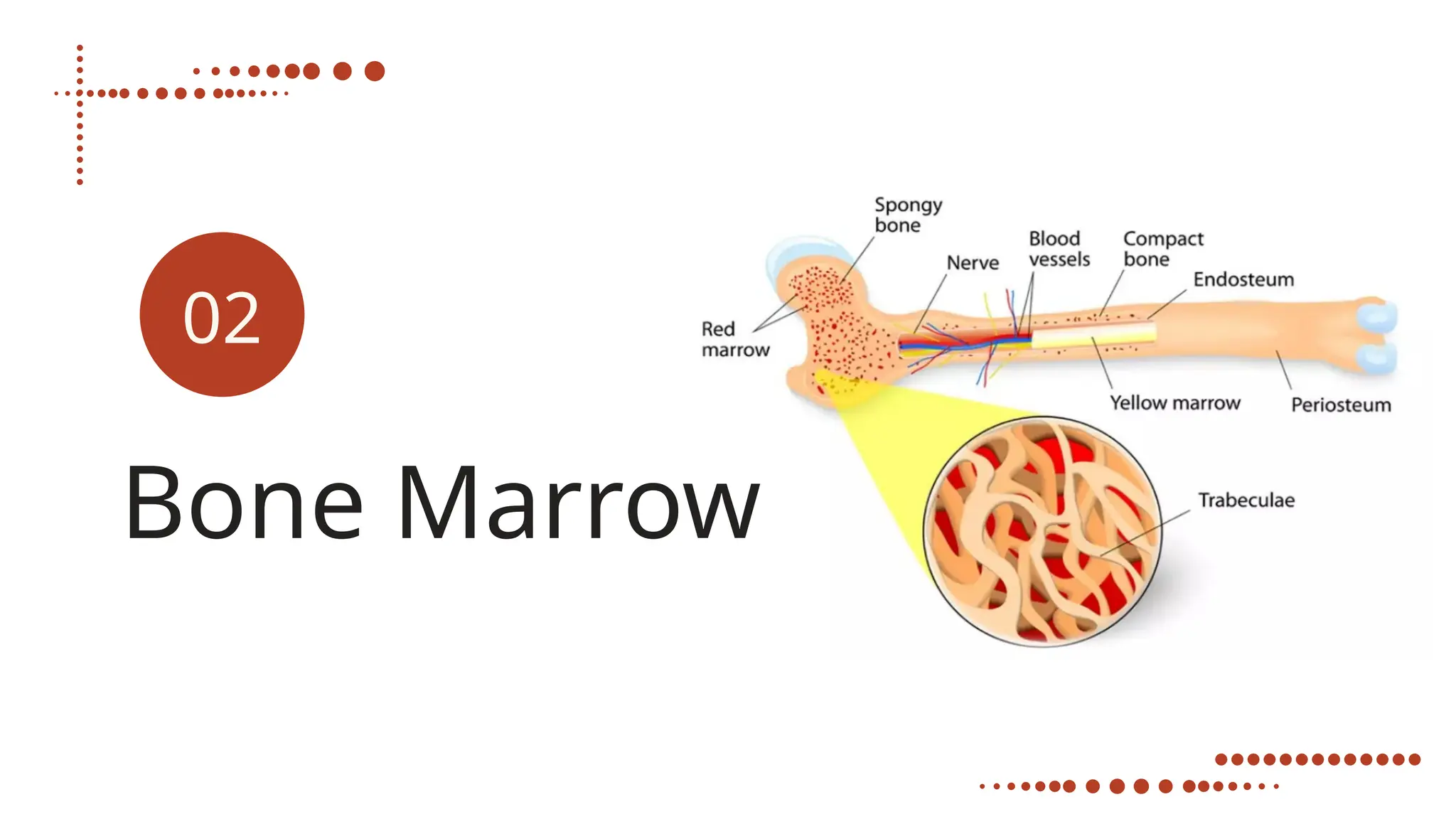 bone marrow & erythropoiesis histology.pptx | Blood Disorders | Diseases and Conditions