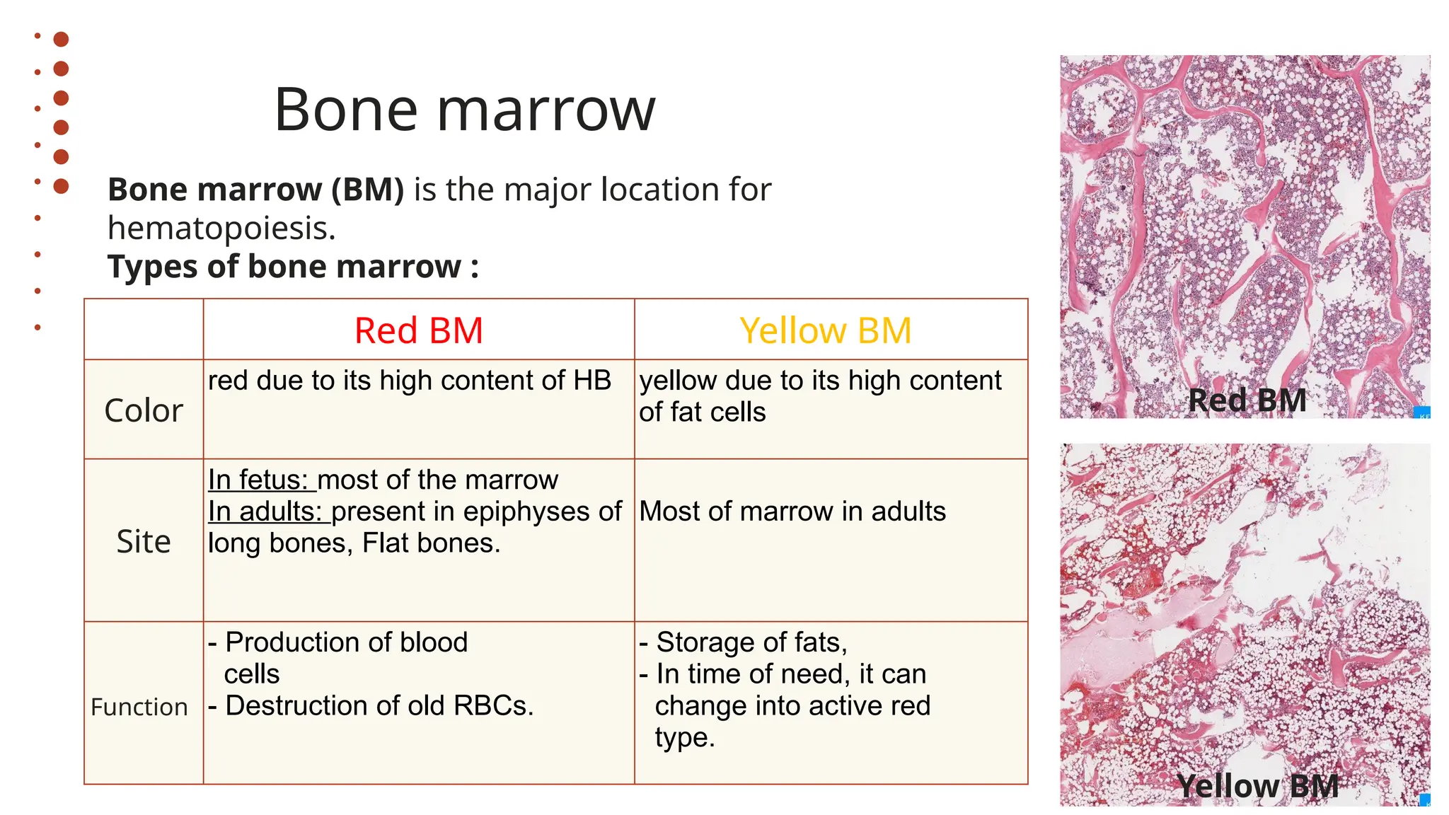 bone marrow & erythropoiesis histology.pptx | Blood Disorders ...