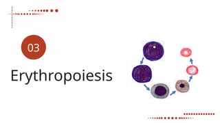 bone marrow & erythropoiesis histology.pptx | Blood Disorders ...