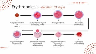 bone marrow & erythropoiesis histology.pptx