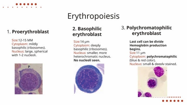 bone marrow & erythropoiesis histology.pptx