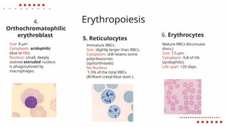 bone marrow & erythropoiesis histology.pptx