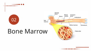bone marrow & erythropoiesis histology.pptx