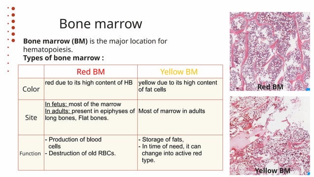 bone marrow & erythropoiesis histology.pptx