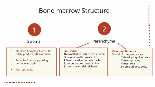 bone marrow & erythropoiesis histology.pptx
