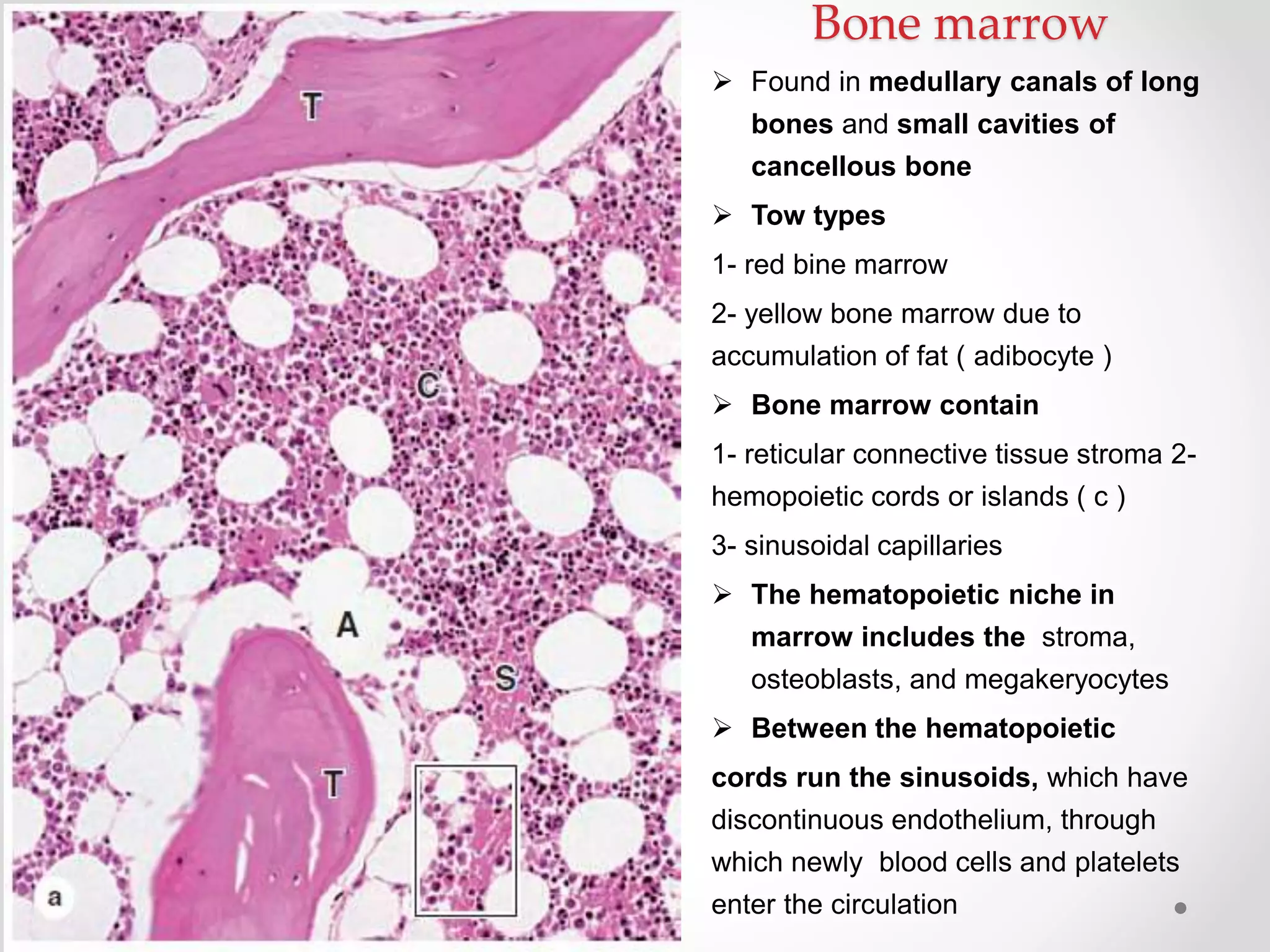 hemopoiesisabbasa-170303103105 (1).pdf