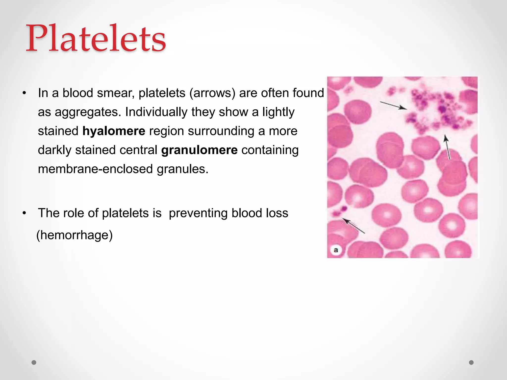 hemopoiesisabbasa-170303103105 (1).pdf
