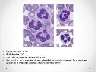 hemopoiesisabbasa-170303103105 (1).pdf