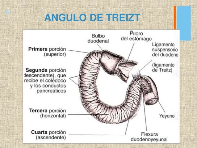 Ligamento De Treitz