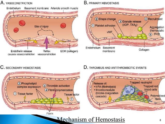 Hemorrhage and its Management | PPTX